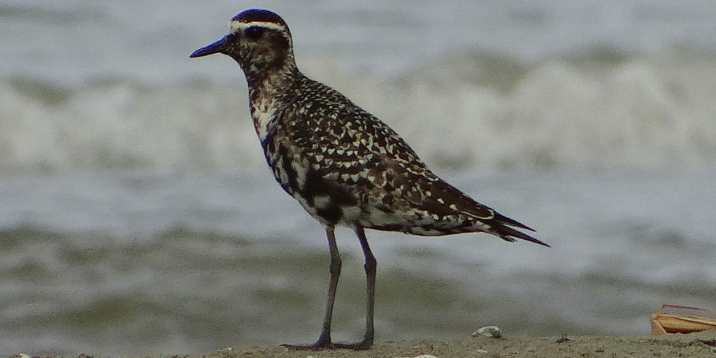 Pluvialis dominica | AFSI