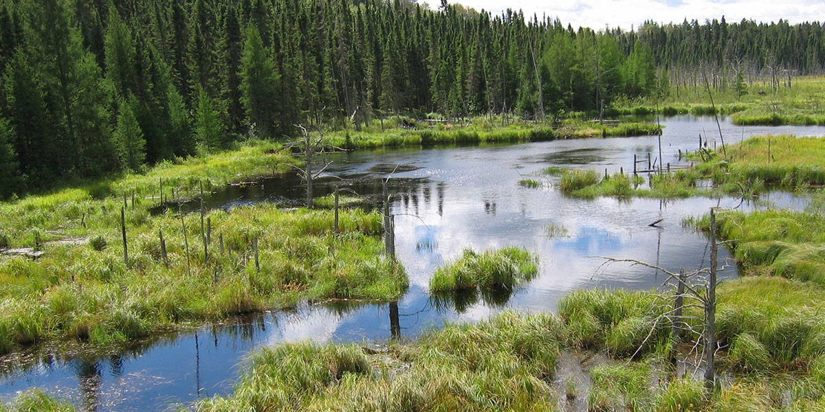 Important Habitats | AFSI