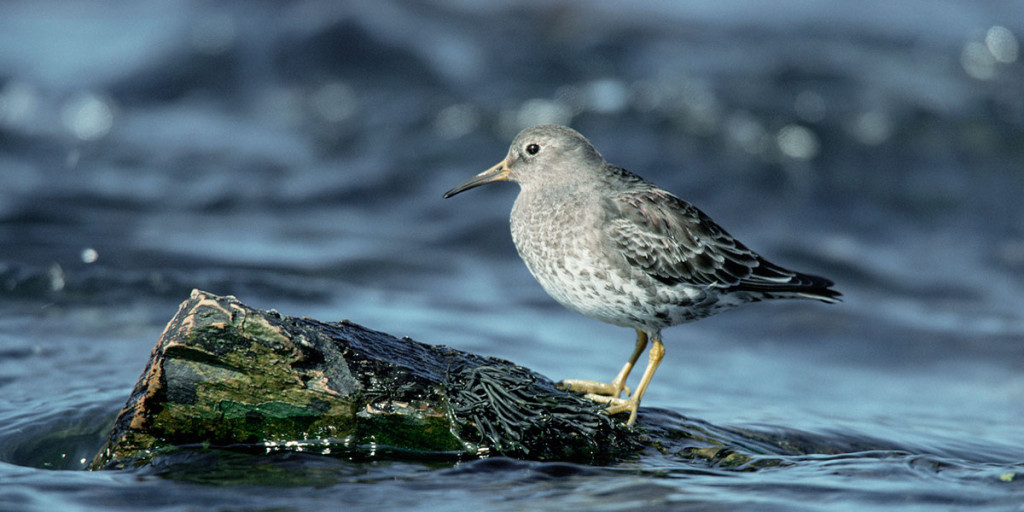 Purple Sandpiper | AFSI