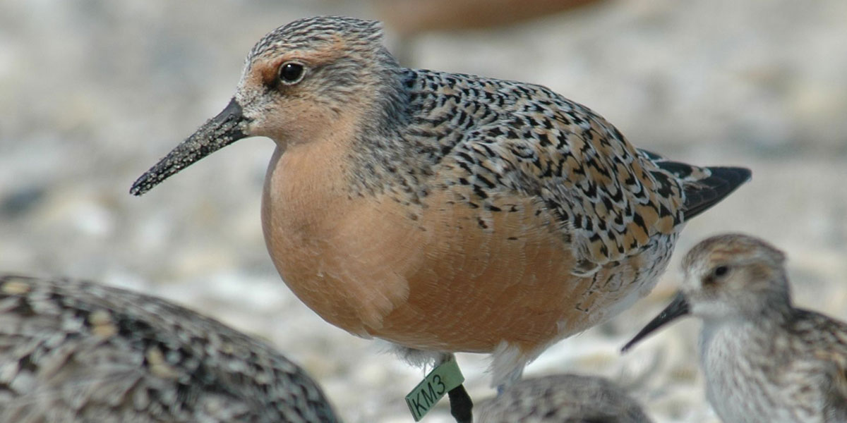 Red Knot | AFSI