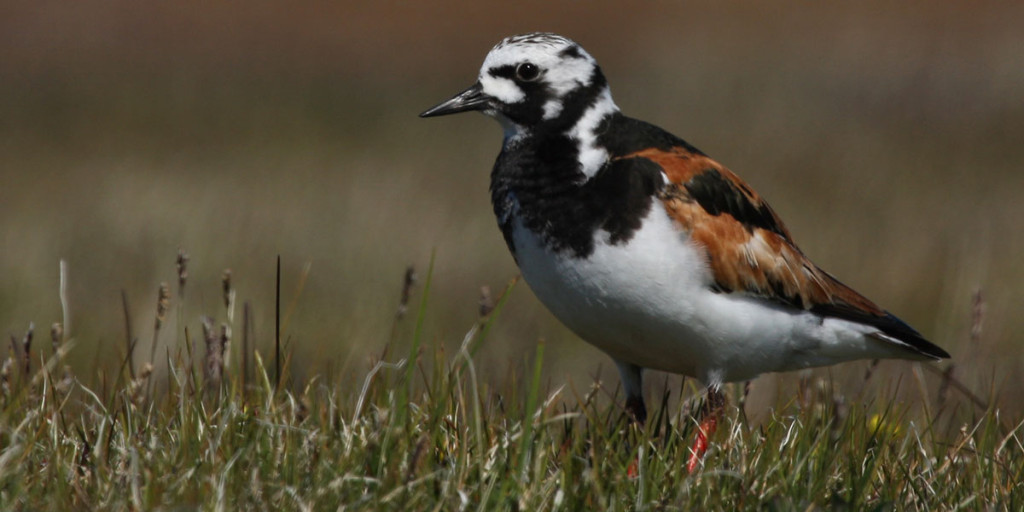 Ruddy Turnstone | AFSI