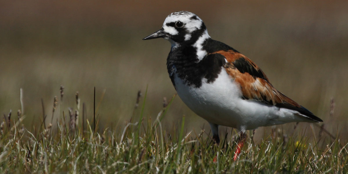 Ruddy Turnstone | AFSI