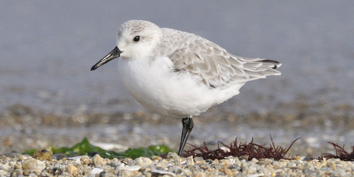 Calidris alba | AFSI