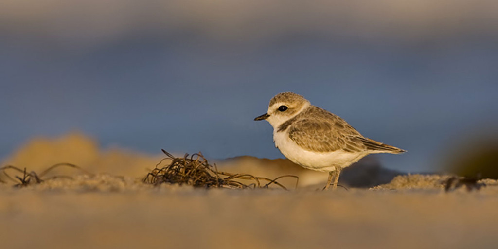 Snowy Plover | AFSI
