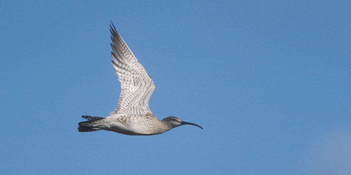 Numenius phaeopus | AFSI
