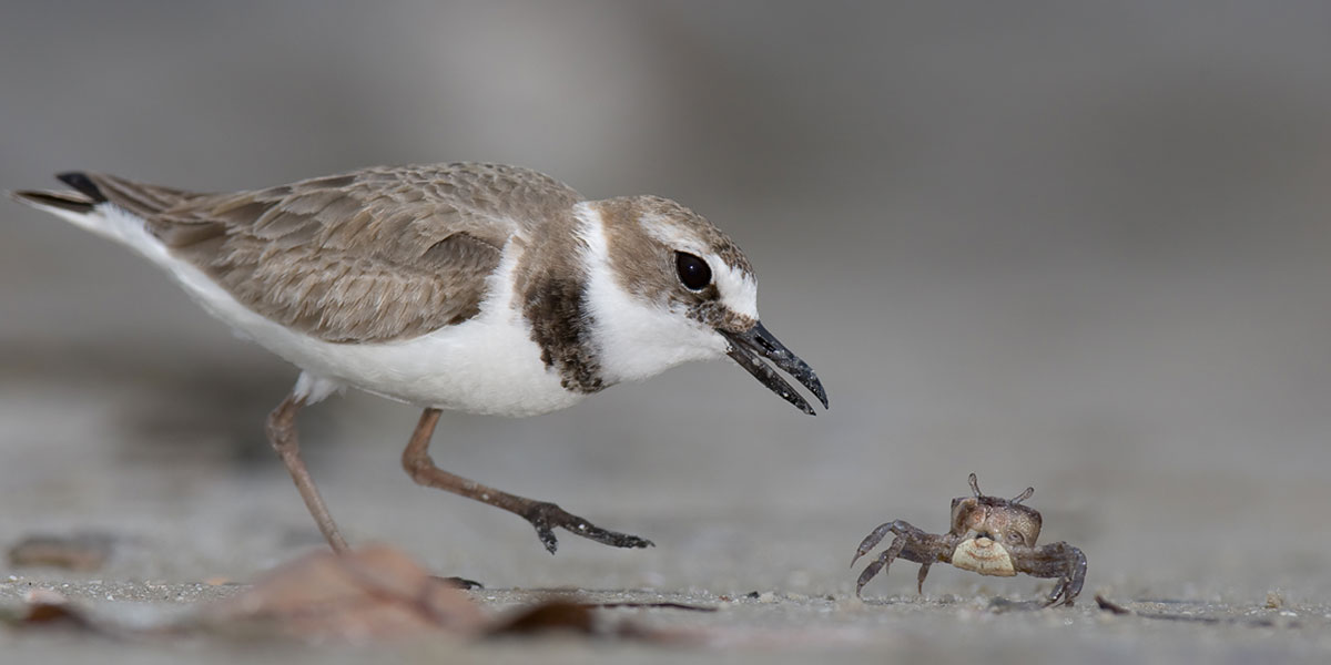 Wilson’s Plover | AFSI