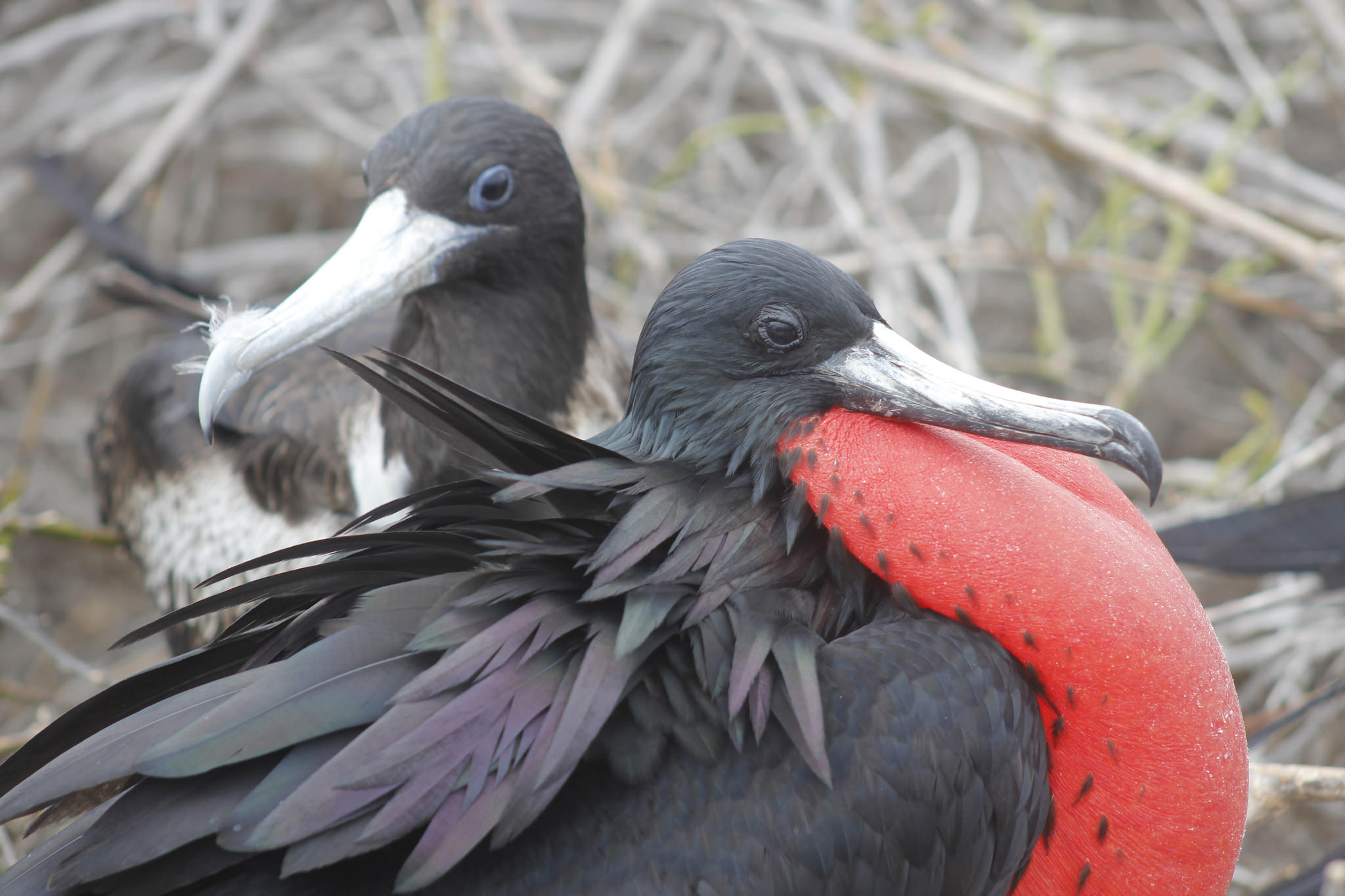 Additional Summer News | AFSI