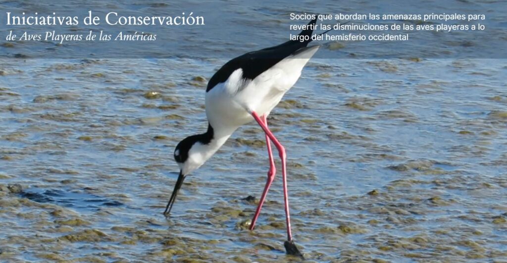 Iniciativas de Conservación de Aves Playeras de las Américas | AFSI